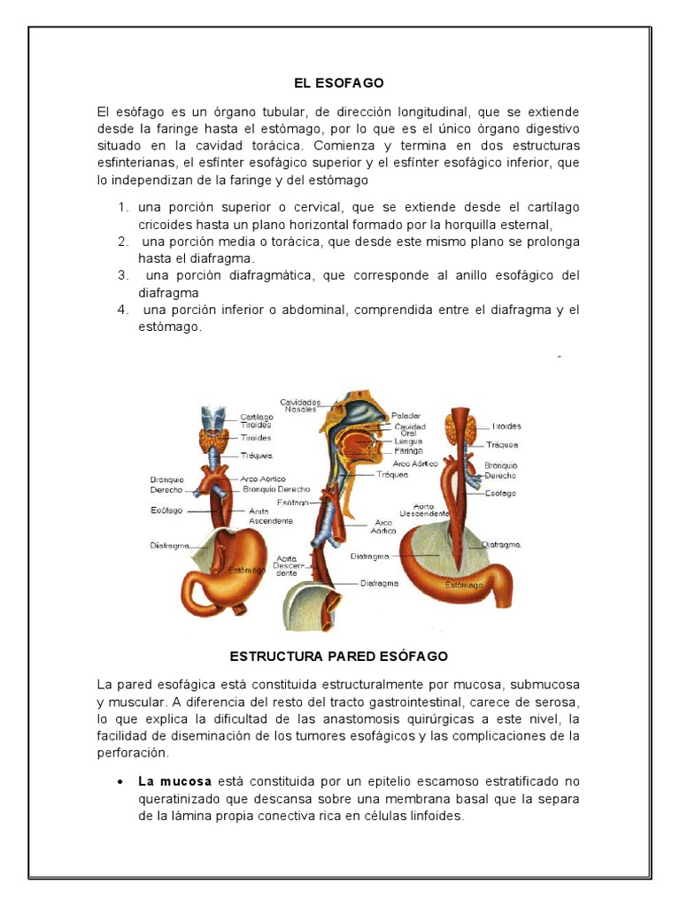 El Esofago | PDF | Esófago | Membrana mucosa