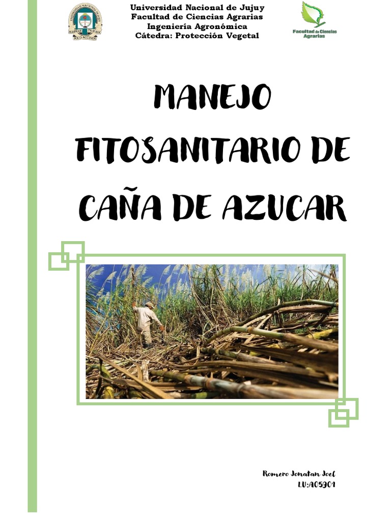 Circuito Productivo del Azúcar Infantil | PDF | Agricultura | Agronomía