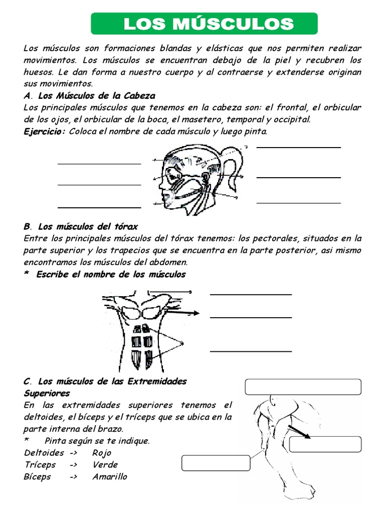 Los Musculos para Segundo de Primaria | PDF | Músculo esquelético ...