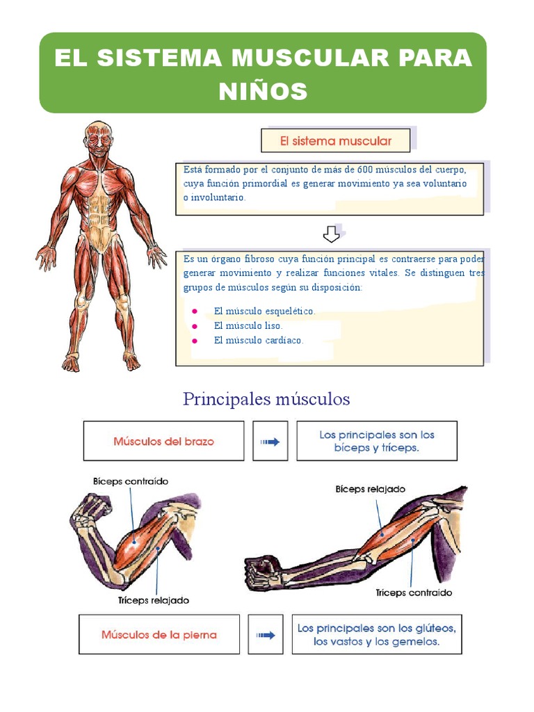 El Sistema Muscular para Niños para Segundo Grado de Primaria | PDF ...