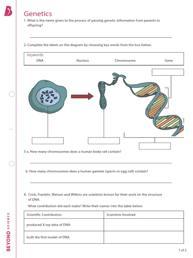 Genetics Homework Worksheet | PDF