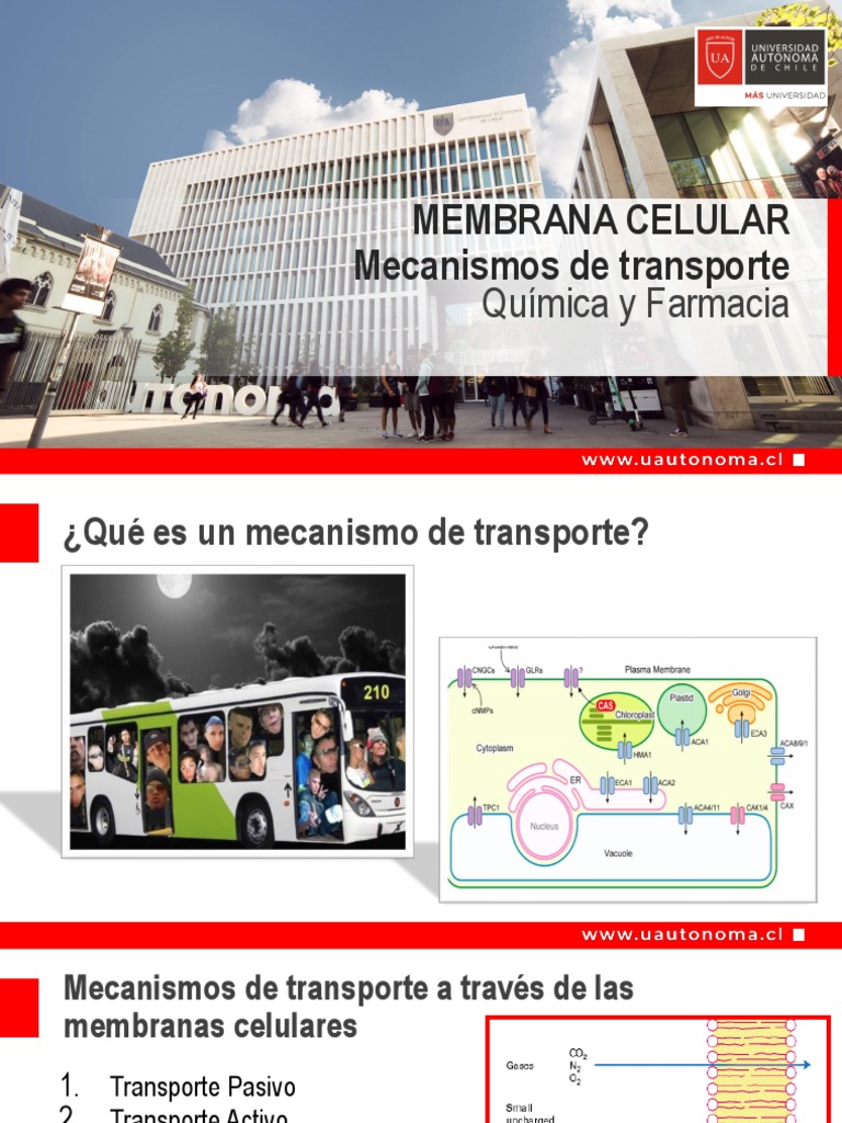 S03C04 - Membrana (II) | PDF | Potencial de membrana | Membrana celular