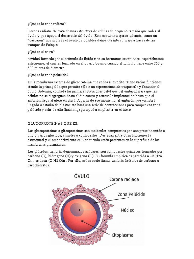 Qué Es La Zona Radiata | PDF