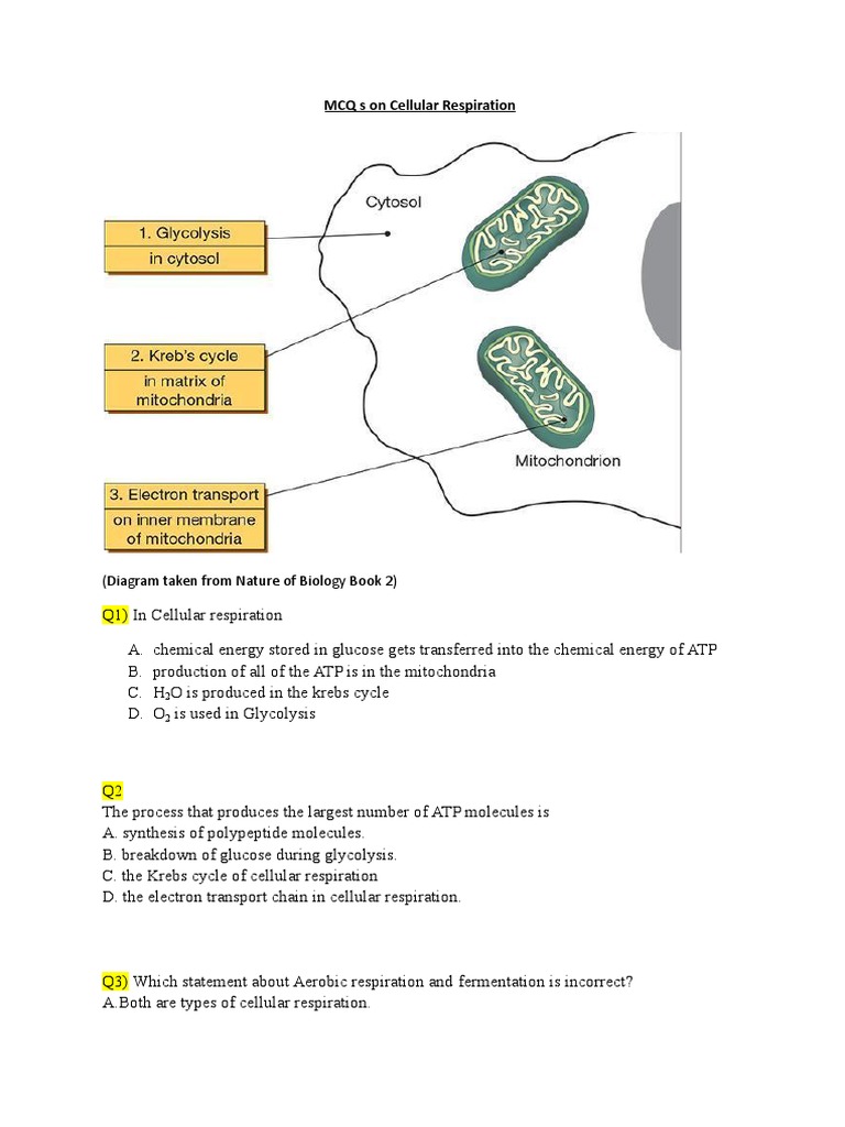 MCQ S On Cellular Respiration | PDF