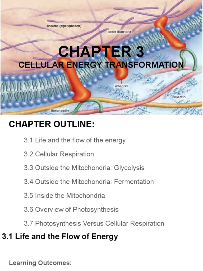 CHAPTER 3 Cellular Energy Transformation v1 | PDF | Photosynthesis ...