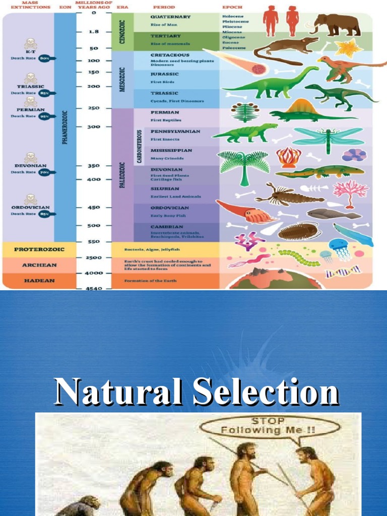 EVOLUTION | PDF | Natural Selection | Evolution