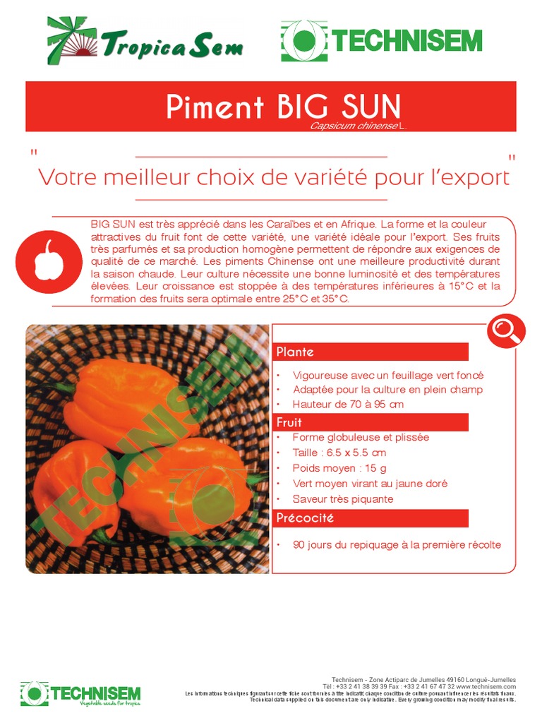 Piment Big Sun : Culture et Rendement | PDF | Cuisine végan | Cultures