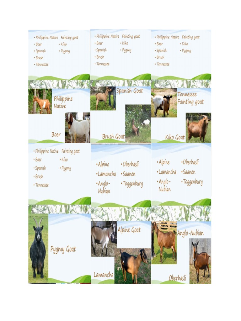 OAP NC II Reviewer SMALL RUMINANTS Production | PDF