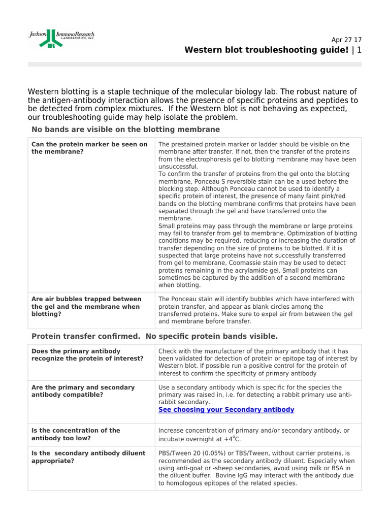 Western Blot Troubleshooting Guide | PDF | Western Blot | Blot (Biology)