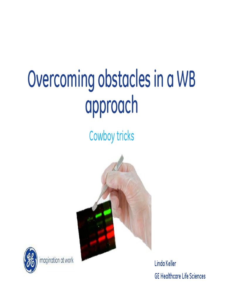 Overcoming Obstacles In A Wb Approach Pdf Western Blot Blot Biology