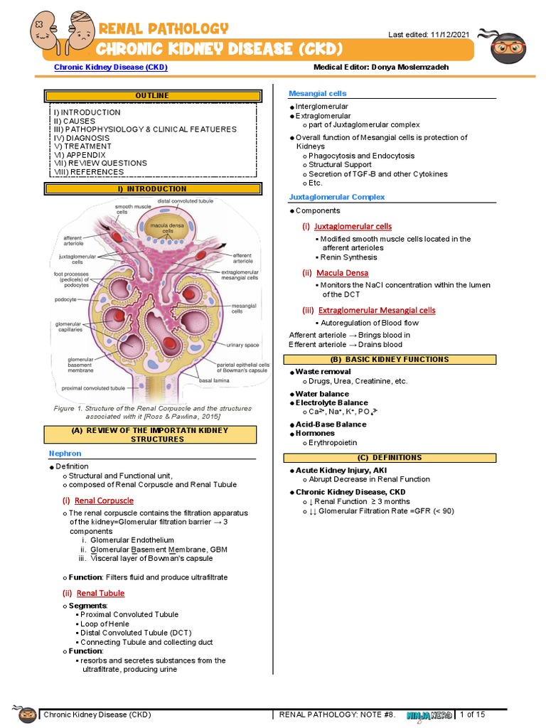 299.08 - Renal Pathology) Chronic Kideny Disease (CKD) | PDF | Kidney ...