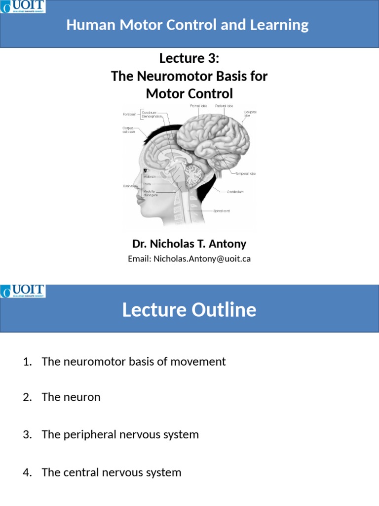 Lesson 3 He Neuromotor Basis For Motor Control | PDF | Motor Neuron | Nervous System