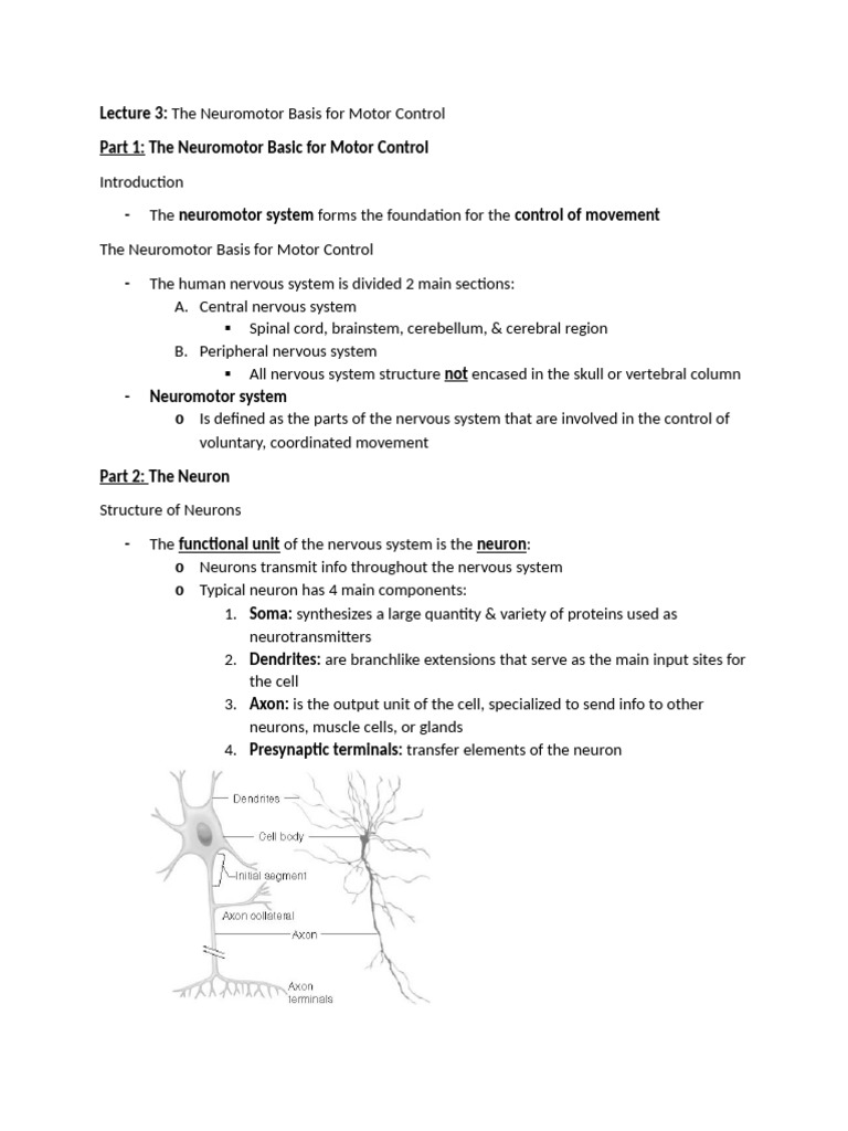 Lesson 3 The Neuromotor Basis For Motor Control v2 | PDF | Motor Neuron ...