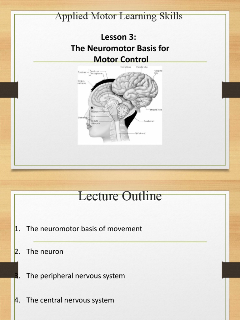 Lesson 3 The Neuromotor Basis For Motor Control | PDF
