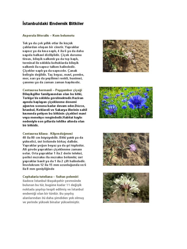 İstanbuldaki Endemik Bitkiler | PDF