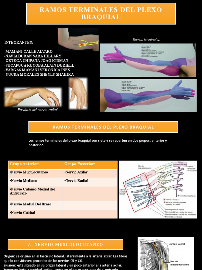 Ramos Terminales Del Plexo Braquial Y Paralisis Del Nervio Radial | PDF