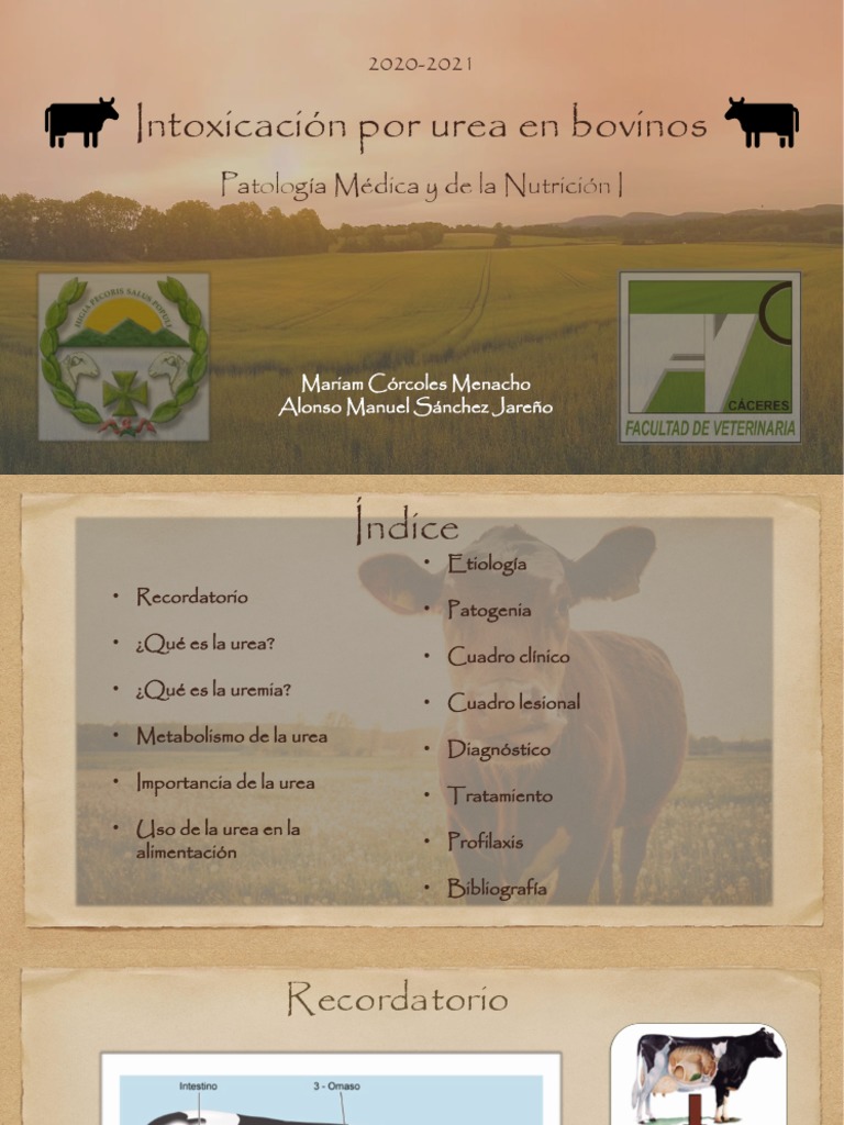 Intoxicación Por Urea en Bovinos | PDF | Urea | Amoníaco