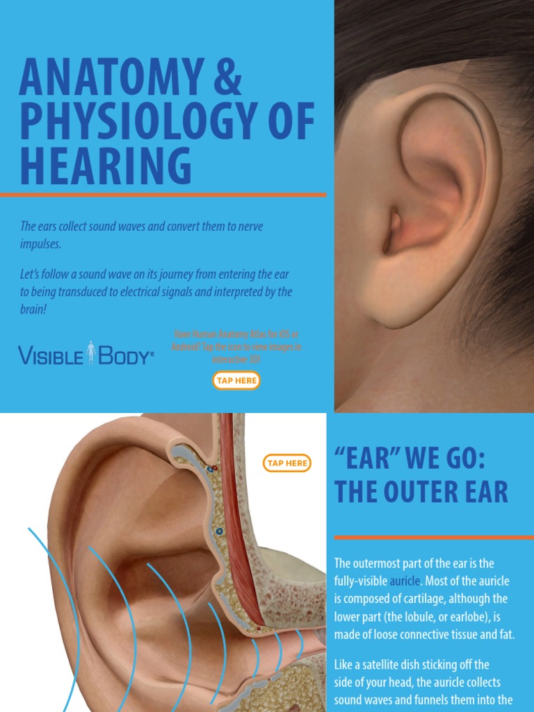 VB Anatomy of Hearing 061119 | PDF | Ear | Hearing