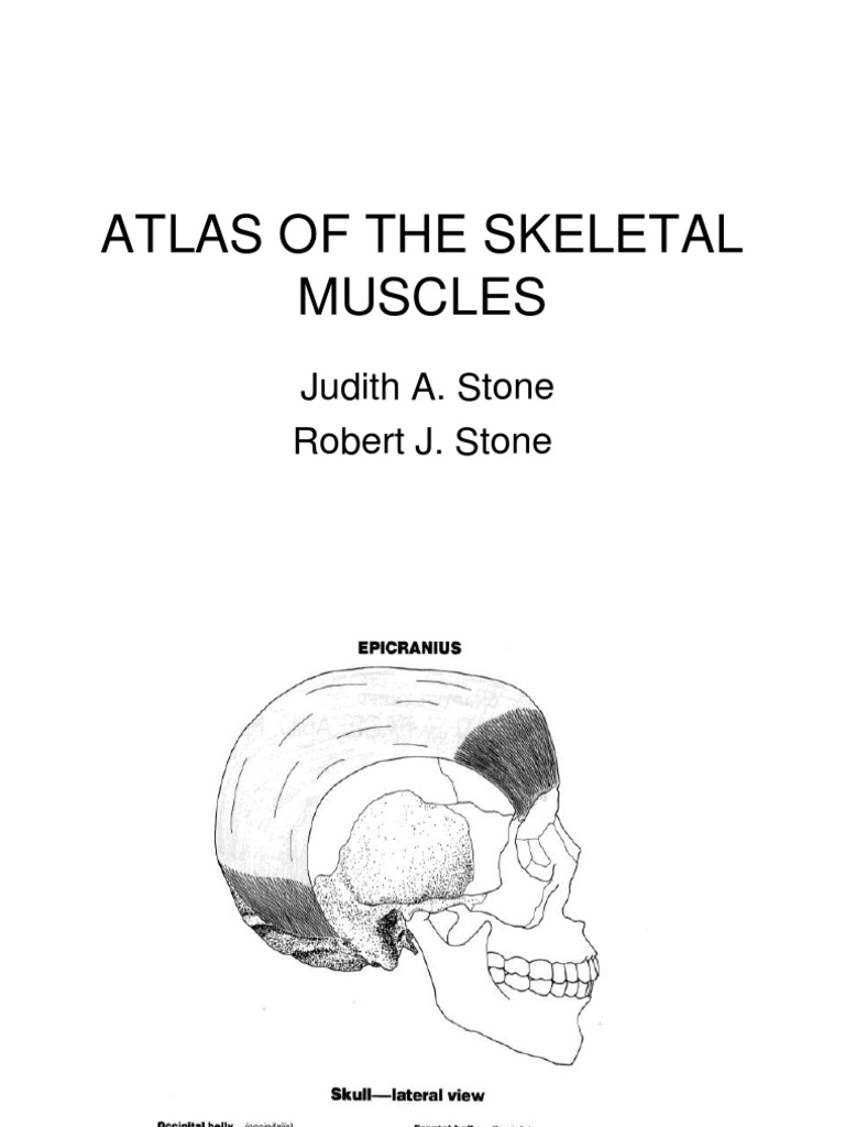 Atlas Muscles | PDF | Social Science | Science & Mathematics