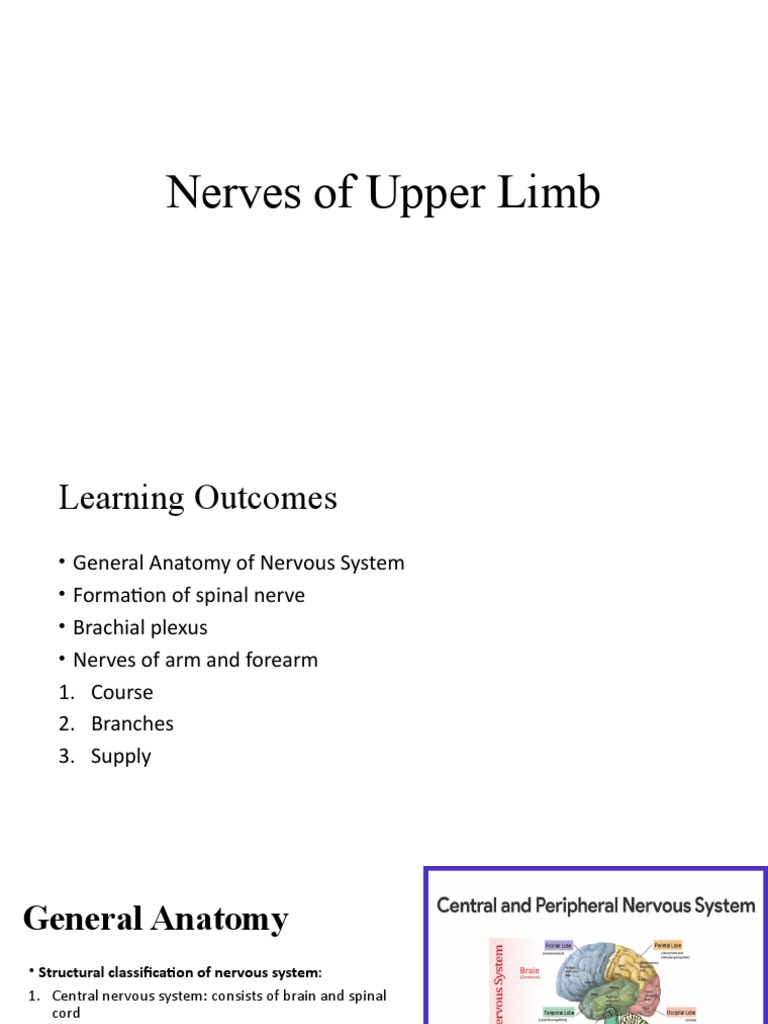 Upper Limb Nerve Anatomy Overview | PDF | Arm | Anatomy