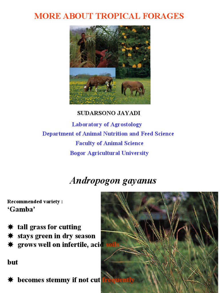 Agrostologi - 3 - Pengenalan HMT | PDF | Plants | Agriculture