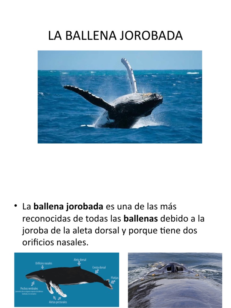 Cuento La Ballena Jorobada | PDF | Ciencias sociales