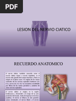 Anatomía del Nervio Ciático y su Inervación | PDF | Anatomía humana ...