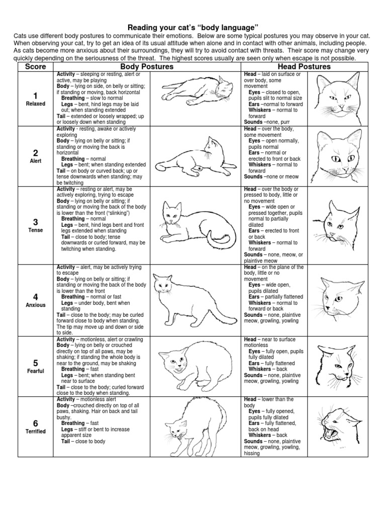 Reading A Cats Body Language | PDF | Cats | Domesticated Animals