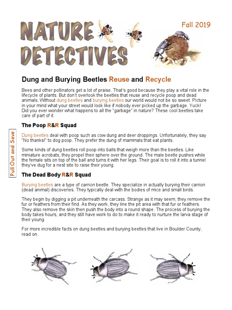 Nature Detectives Beetles | PDF | Beetle | Fly