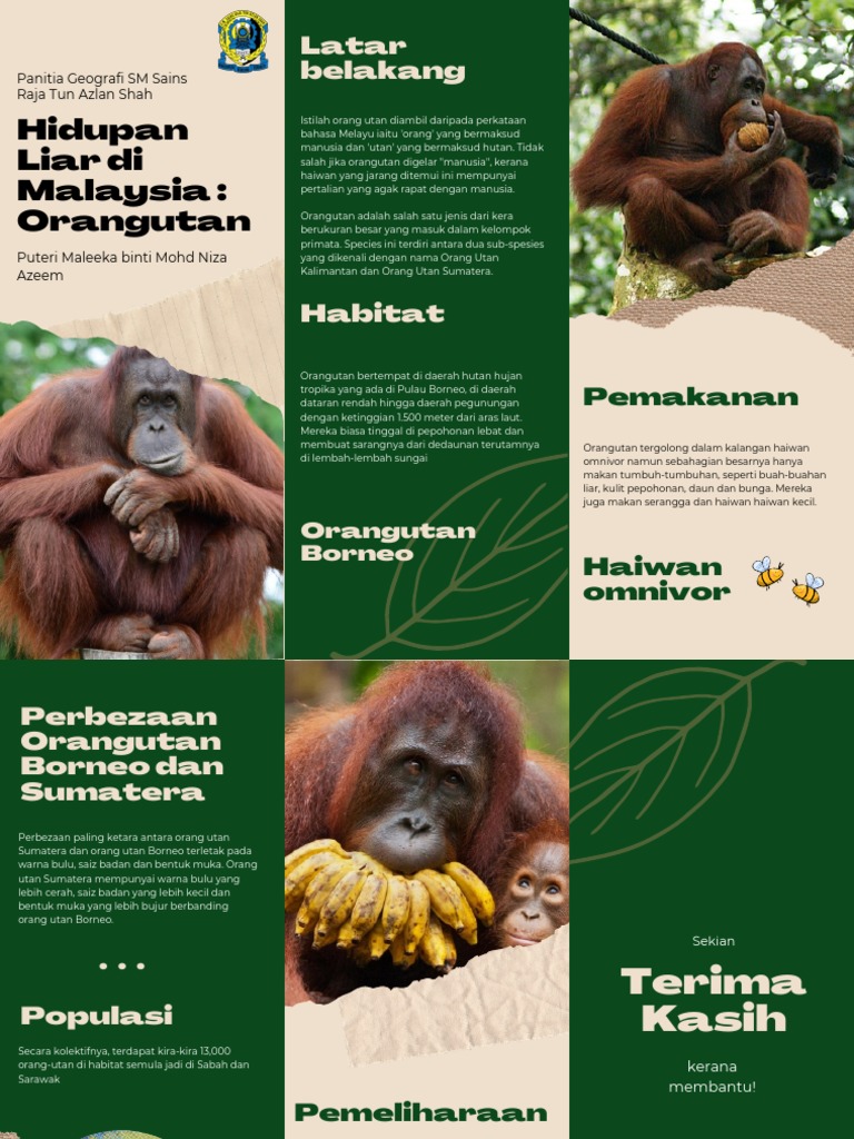 Pamplet Orang Utan Geo | PDF