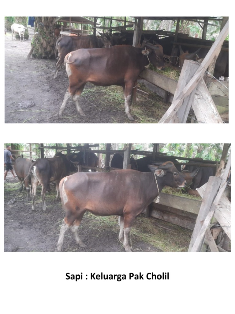 Sapi Qurban | PDF