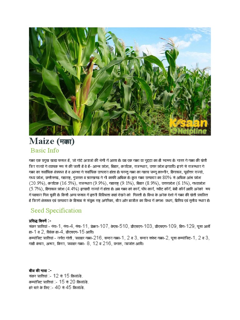 Maize, Corn Cultivation Document | PDF