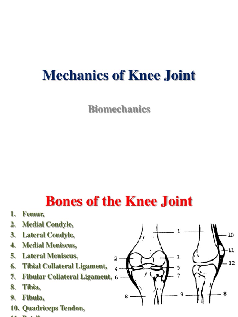 BM - Lec 15 - Mechanics of Knee Joint | PDF