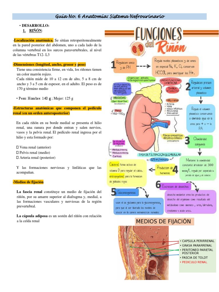 Guia 6 Anatomia Del Sistema Urinario | PDF