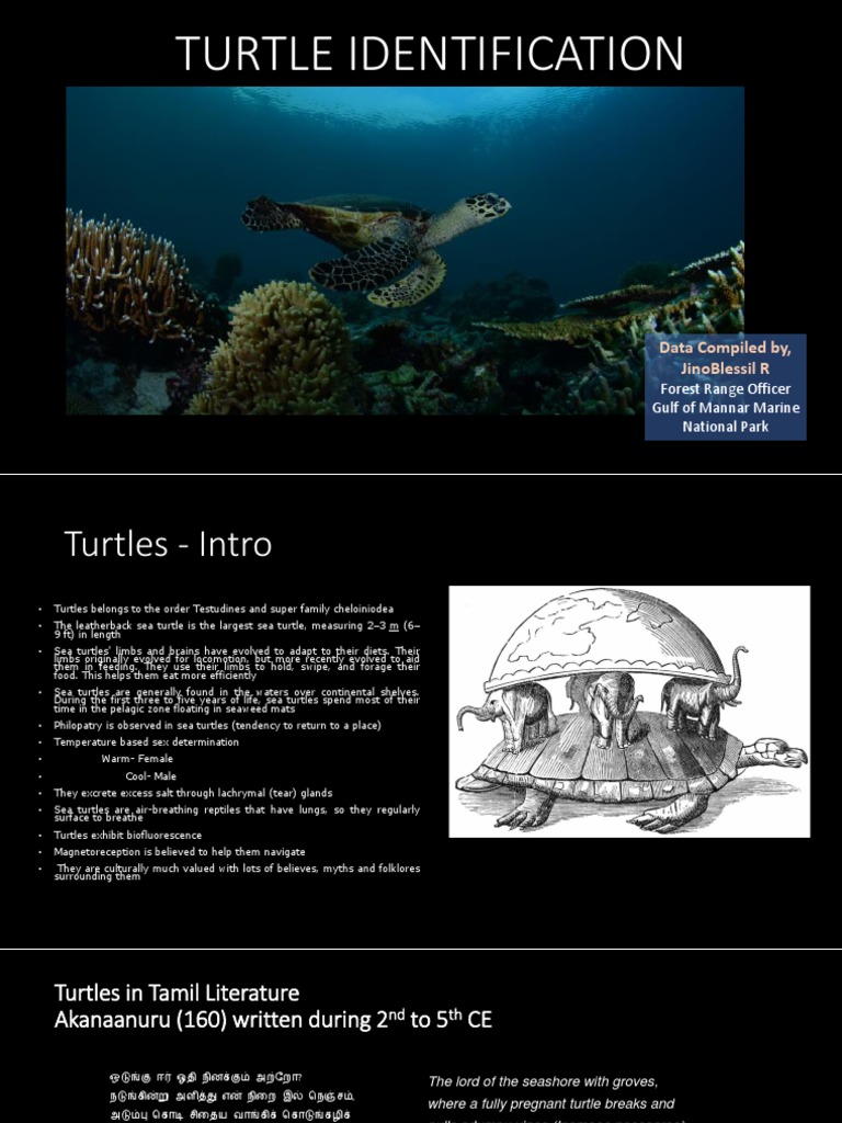 Turtle Identification - Final | PDF