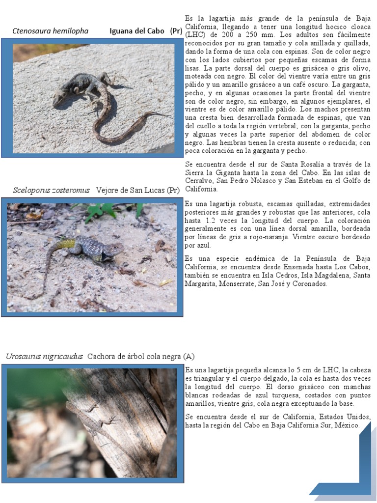 Fauna Endémica de Baja California Sur | PDF | Ornitología | Aves