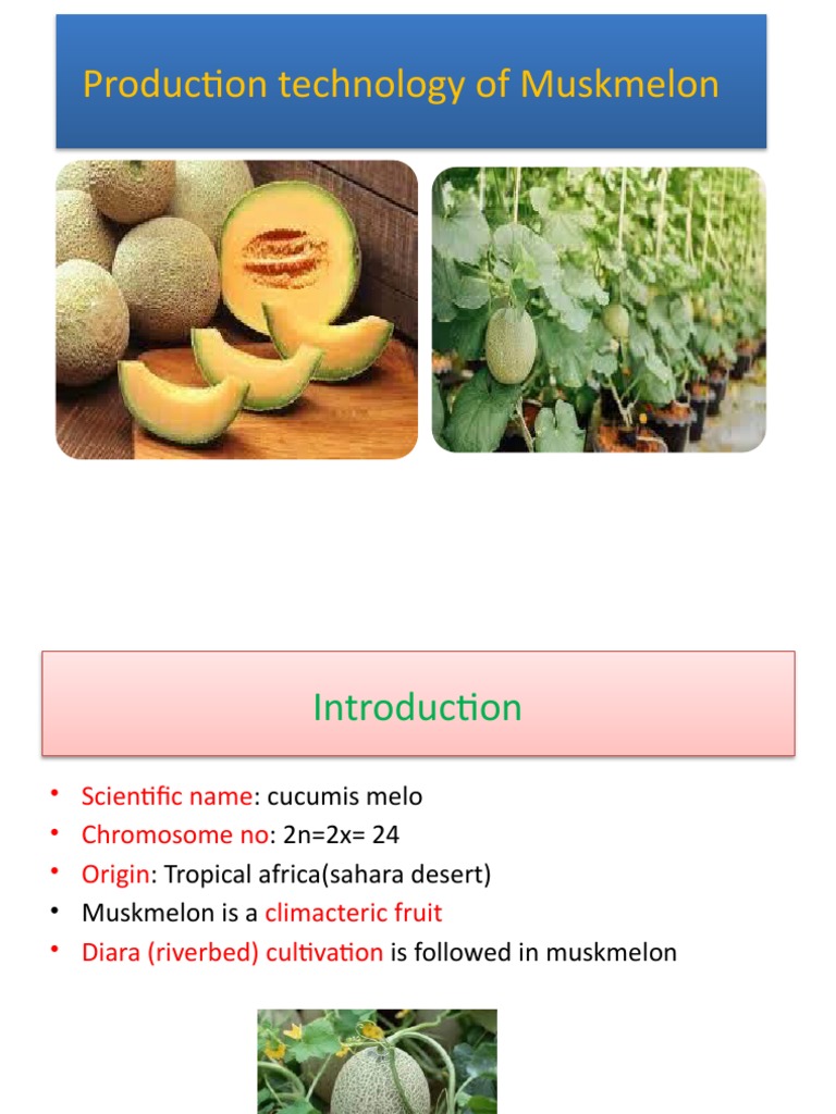 Muskmelon | PDF