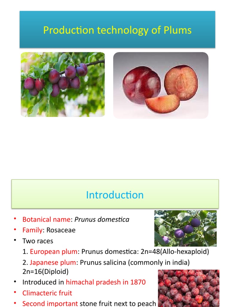 Plums | PDF | Plum | Horticulture