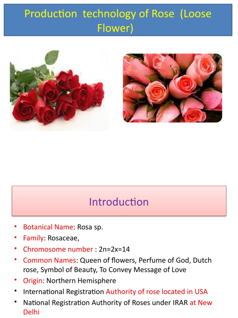 Production Technology of Rose (Loose Flower) | PDF