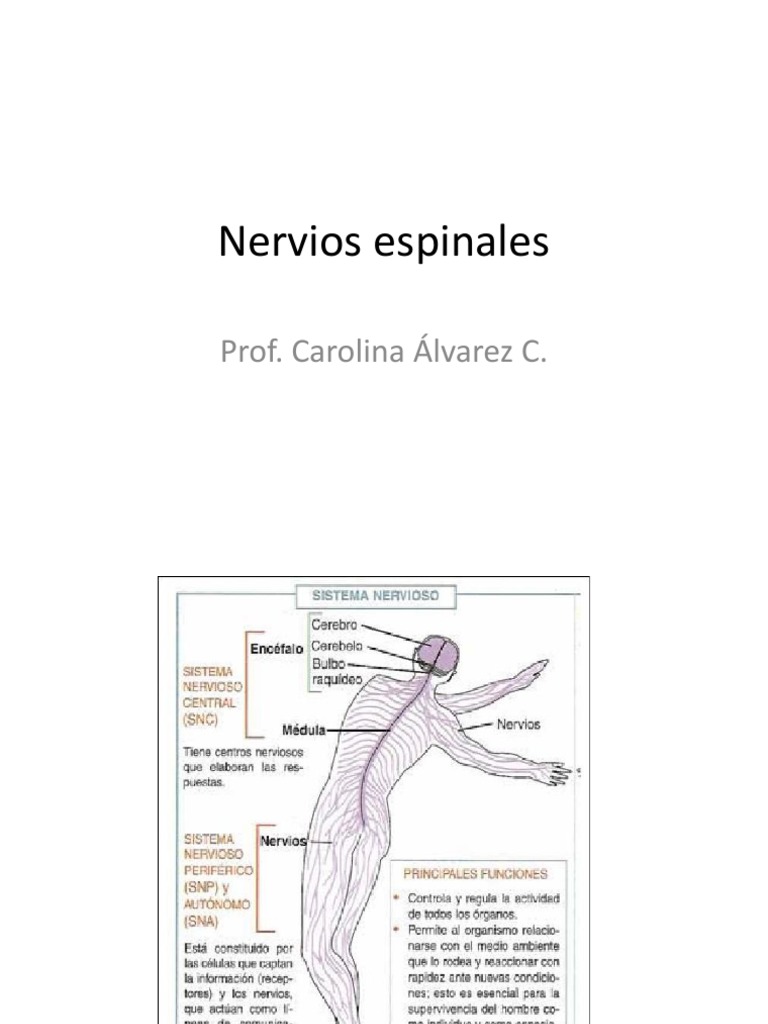 Clase Nervios Espinales y Sistema Nerviosos Autonomo | PDF | Médula espinal | Sistema nervioso