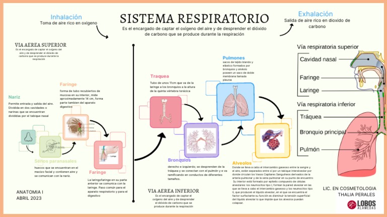 SISTEMA RESPIRATORIO DIAGRAMA DE FLUJO-Thalia Perales | PDF ...