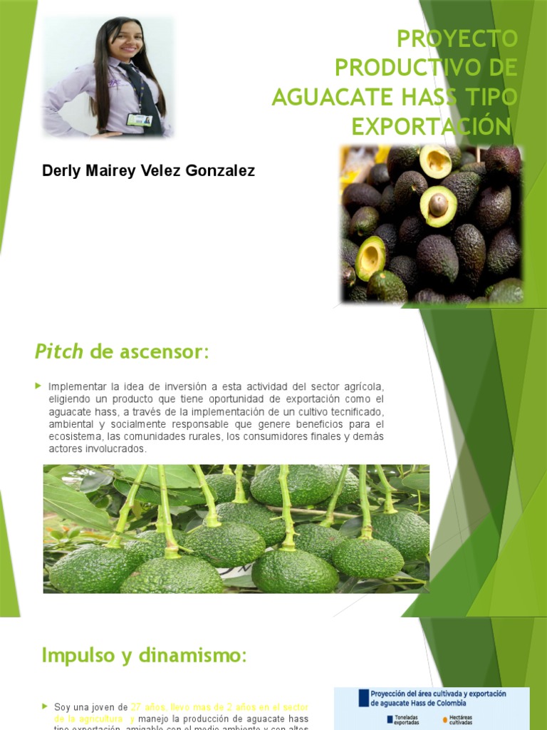 Exportación de Aguacate Hass Sostenible | PDF | Agricultura | Pesticida