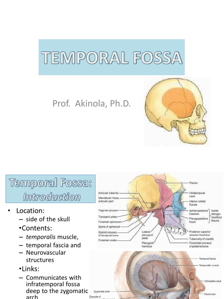 17 - Temporal & Infratemporal Fossae-1 | PDF | Tongue | Musculoskeletal ...