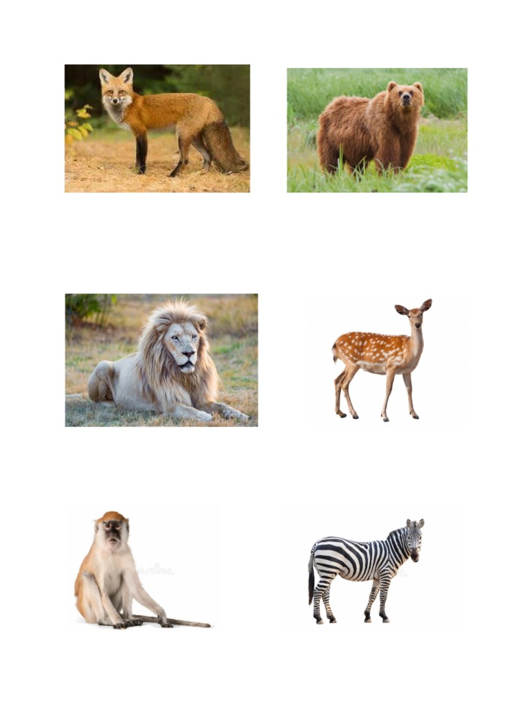 Wild Animals | PDF