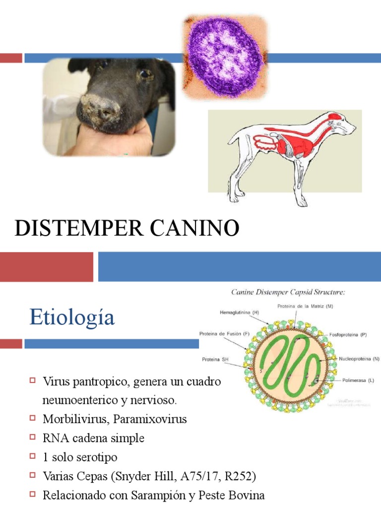 Distemper Canino | PDF | Sarampión | Medicina CLINICA