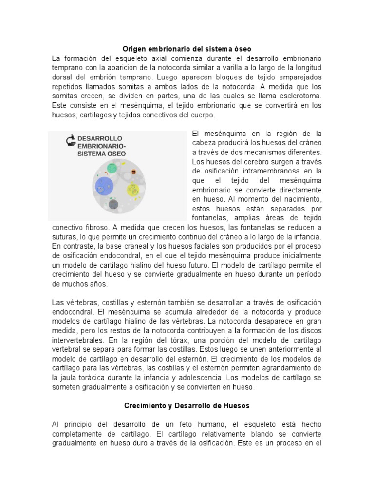 Origen Embrionario Del Sistema Óseo | PDF