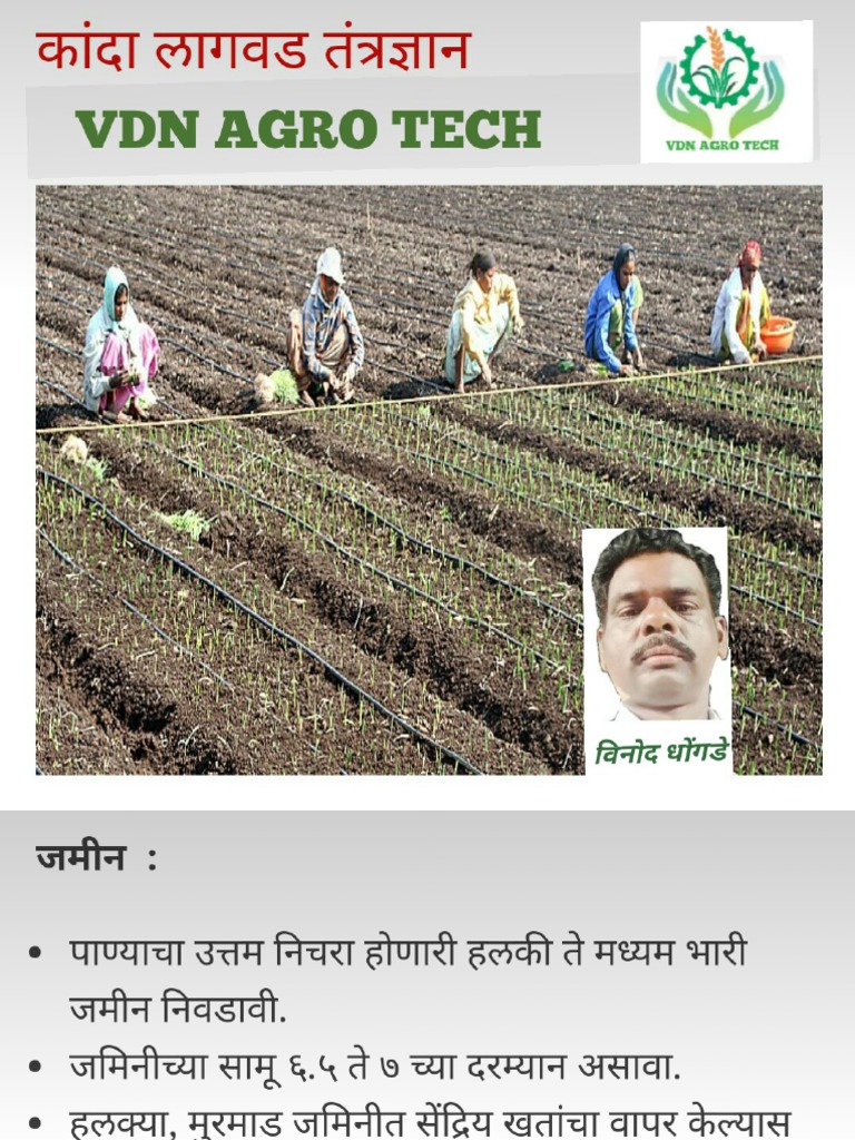 VDN कांदा लागवड तंत्रज्ञान | PDF