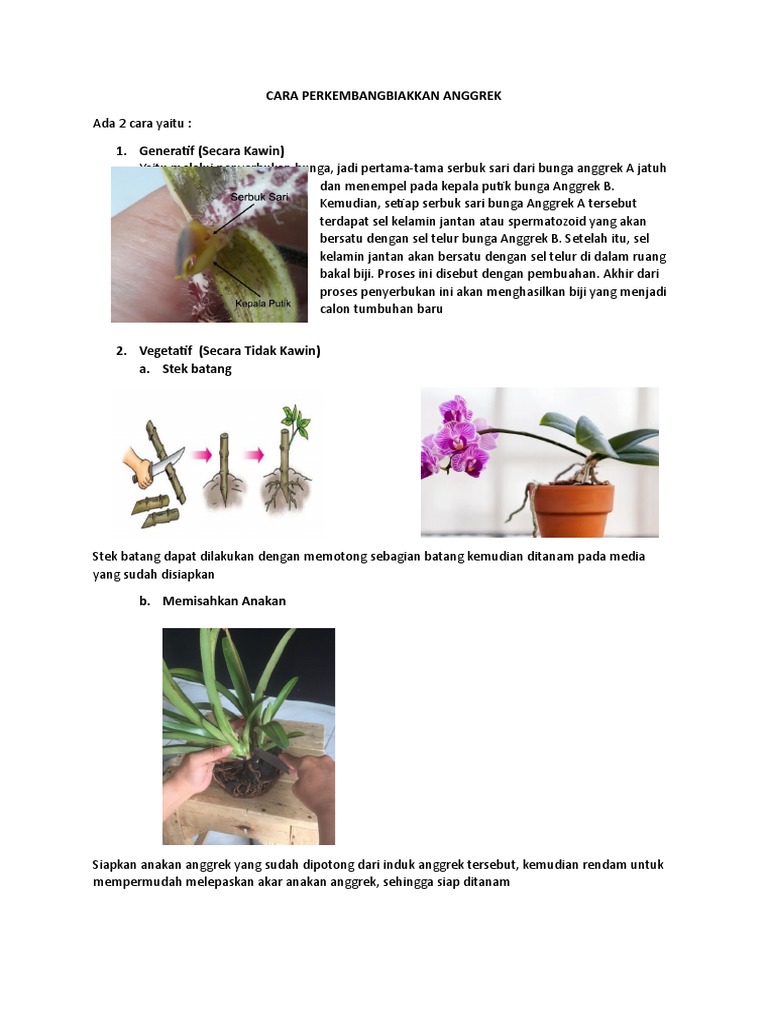 Teknik Perkembangbiakan Anggrek Efektif | PDF