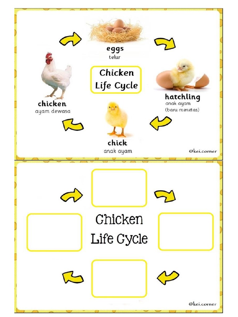 Chicken Life Cycle Kei - Corner | PDF