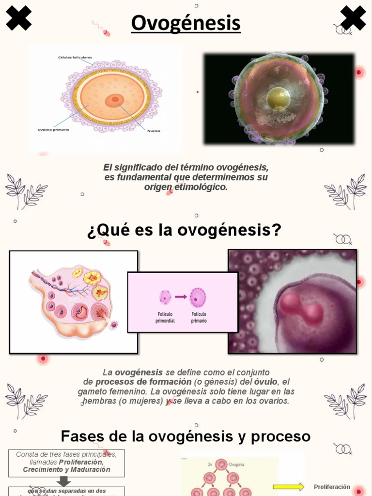 Ovogénesis | PDF